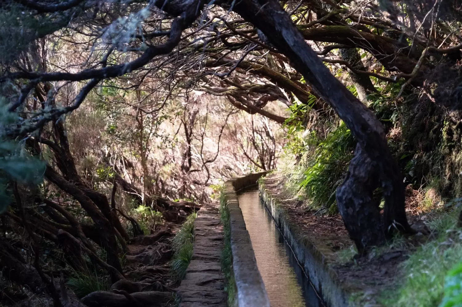 Levadas Madeira