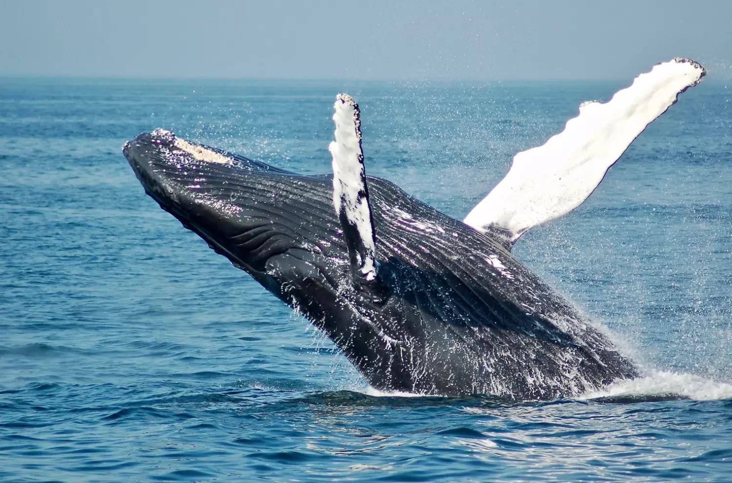 Kuwonera Whale ku Madeira