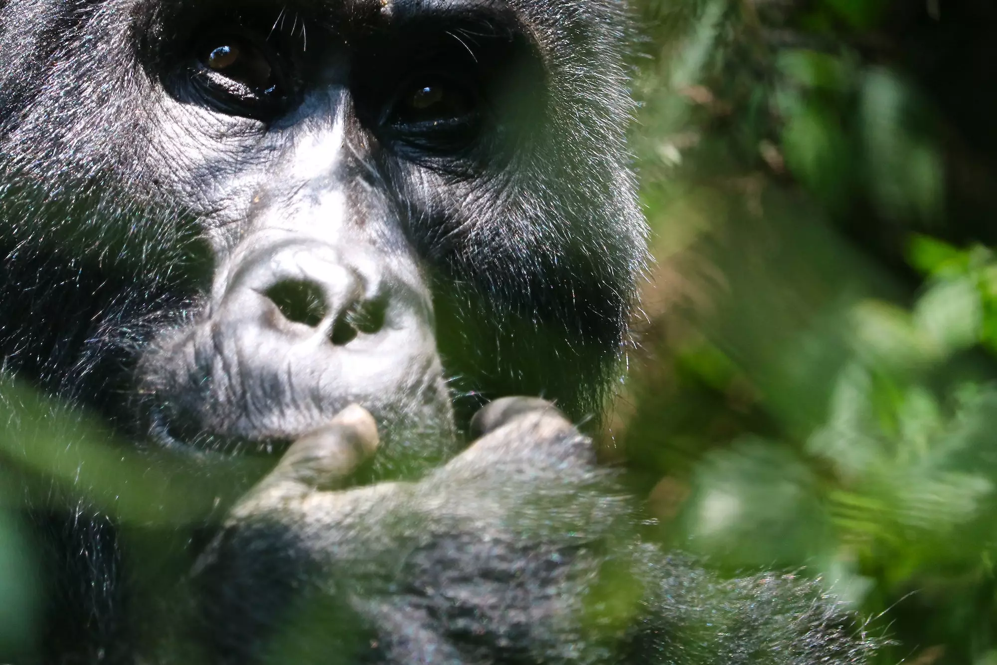 Poukisa goril swiv nan Uganda se apèl la ultim nan sovaj la