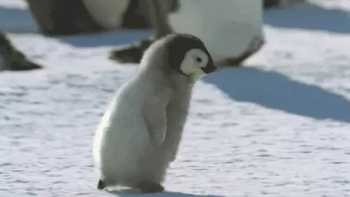 pingveno