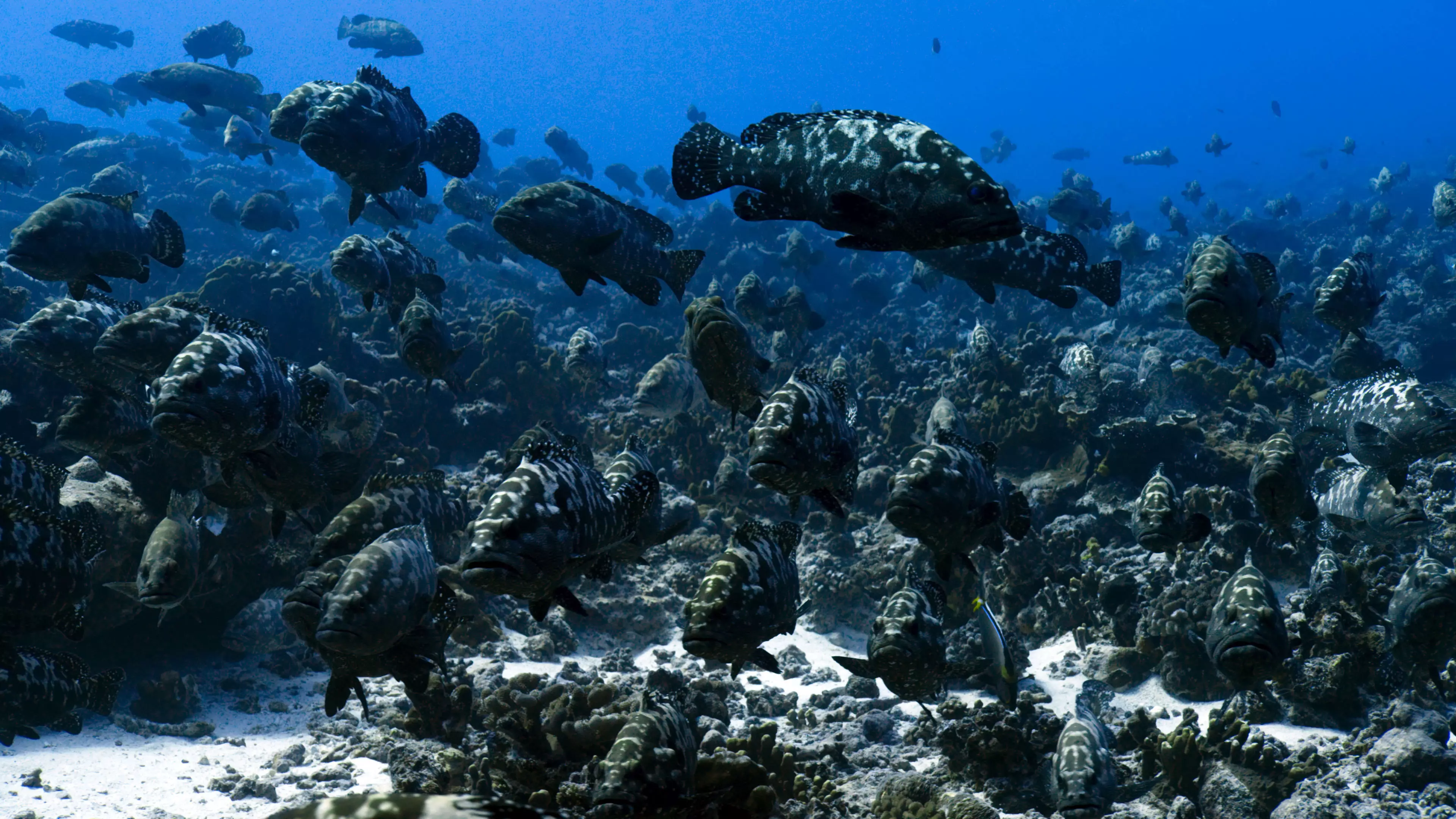 Meeraha buluuga ah 2 Coral Reefs