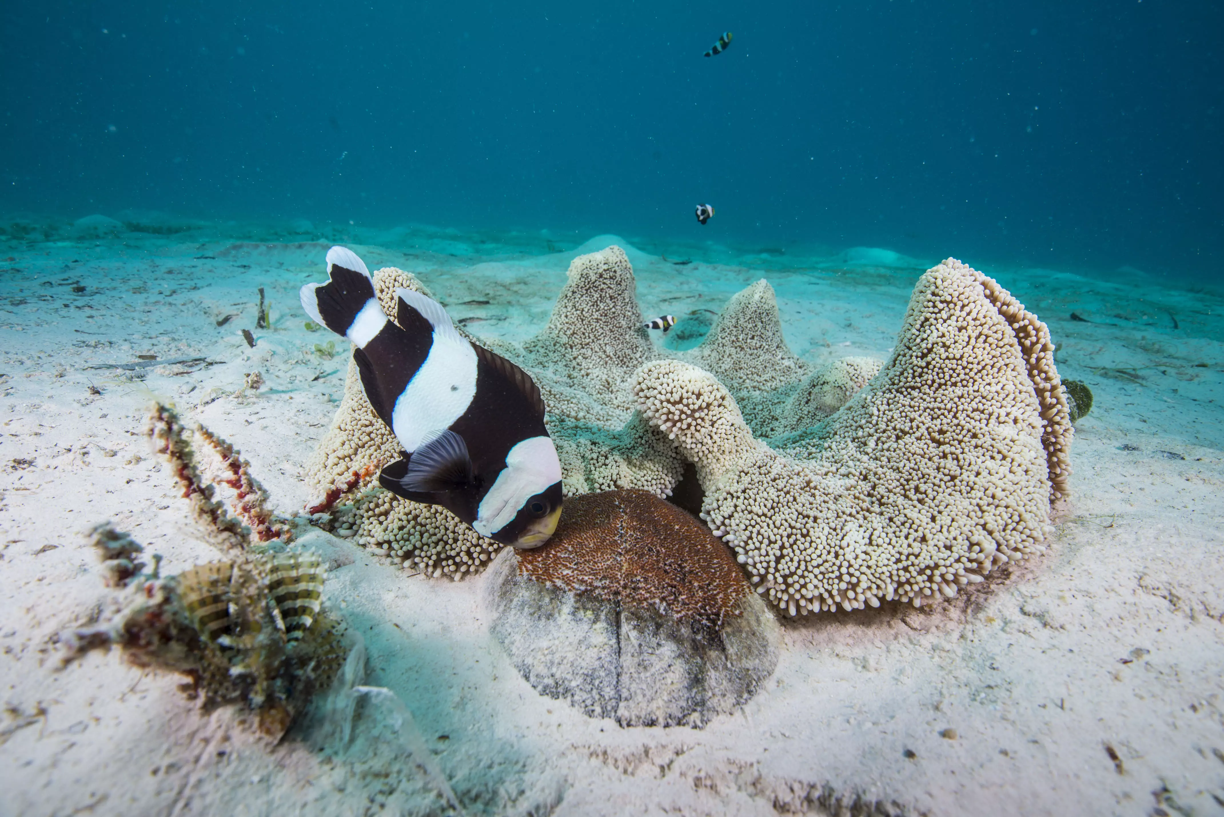 iplanethi eluhlaza okwesibhakabhaka 2 Coral Reefs