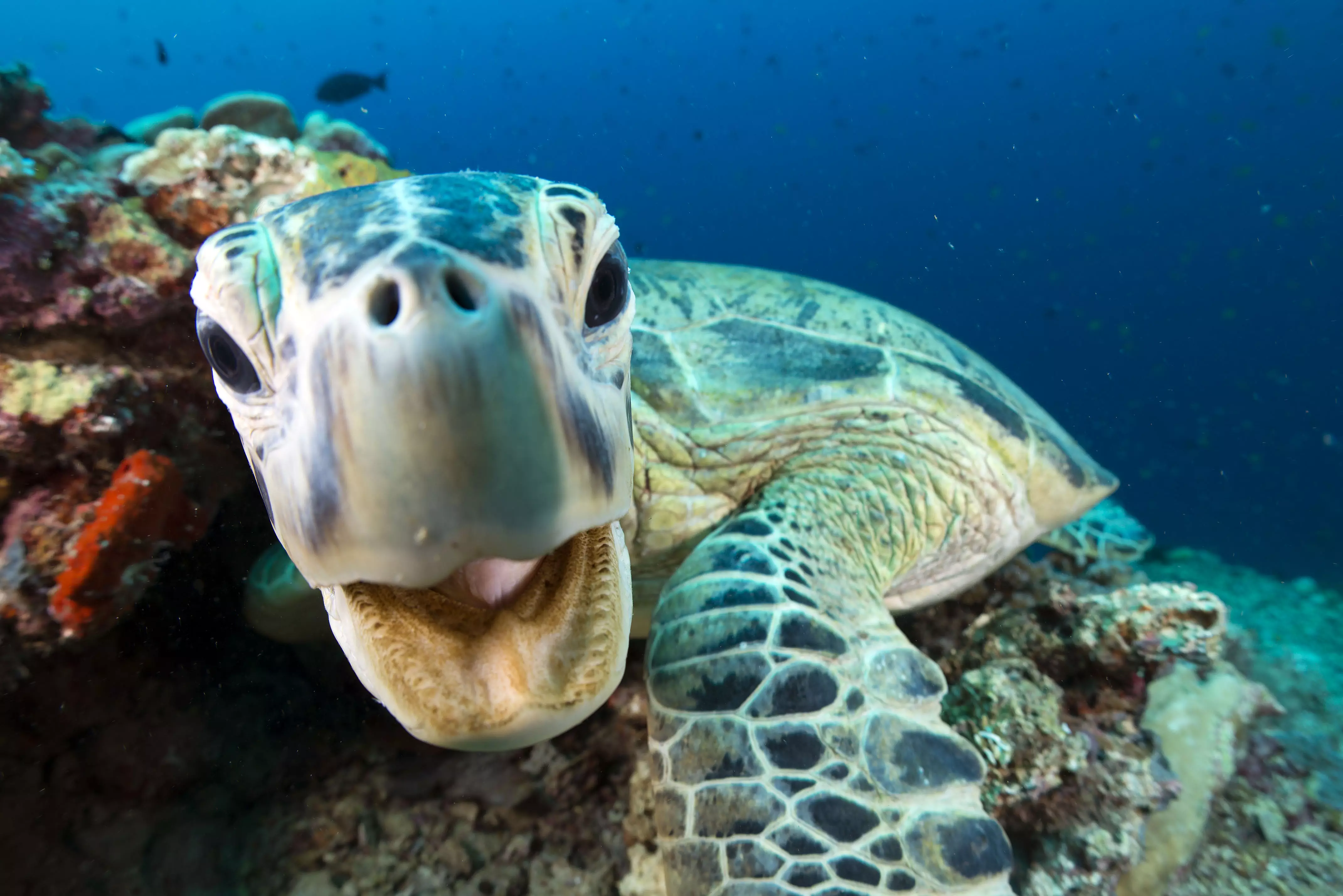 I-Blue Planet 2 Coral Reefs