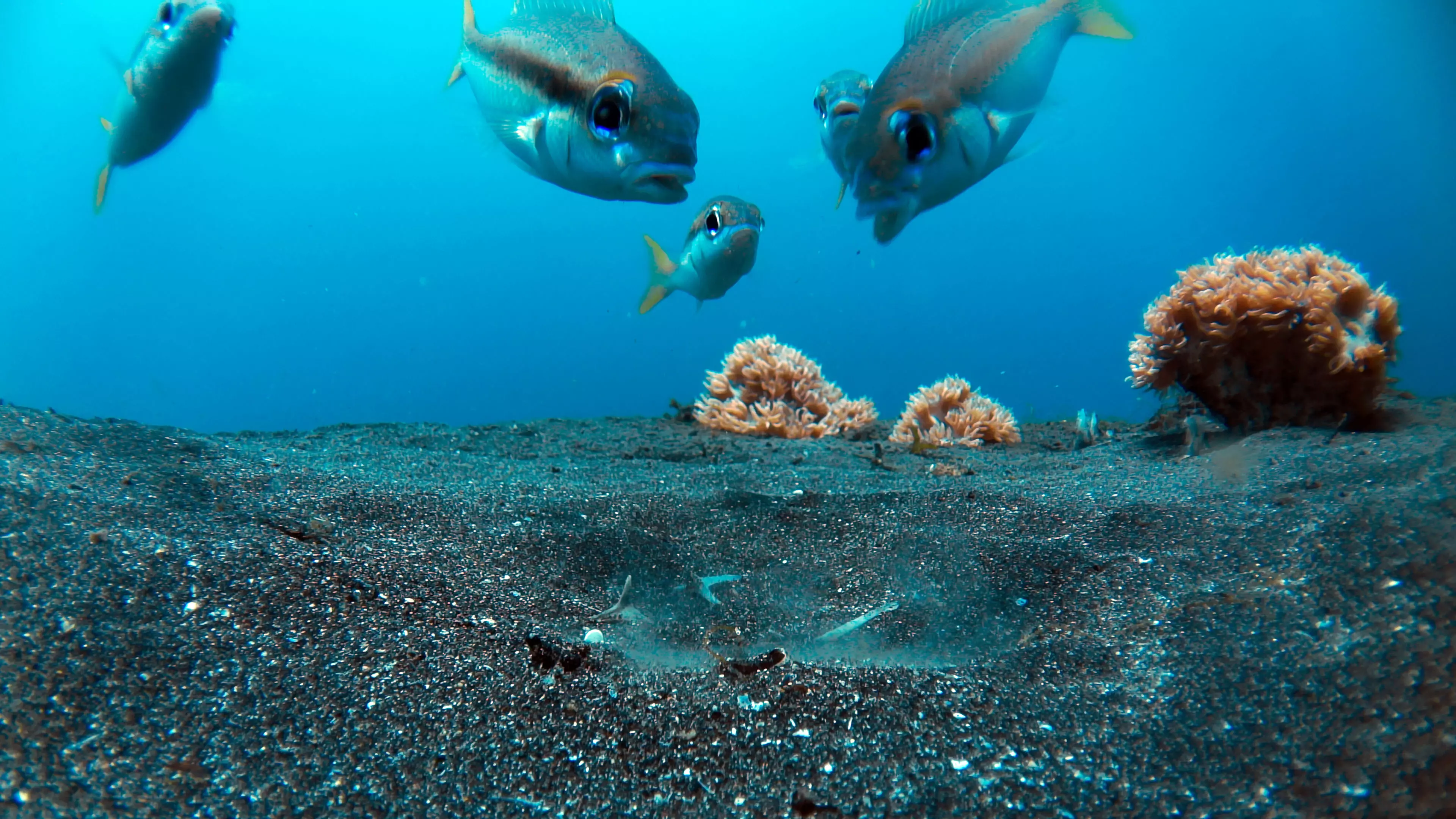 Meeraha buluuga ah 2 reefs coral