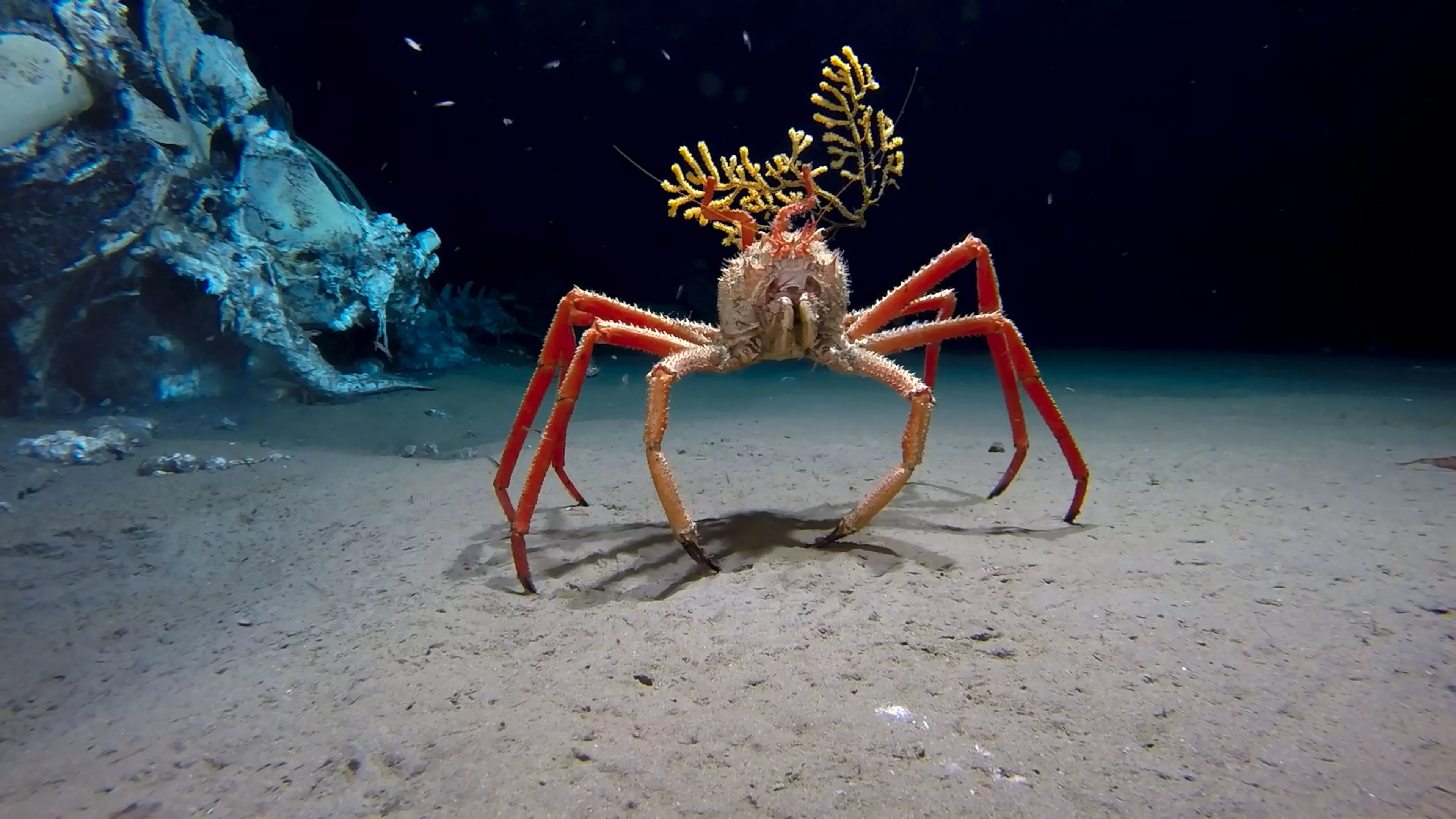 Tutti gli animali di Blue Planet 2 L'ordine profondo della follia 20293_4