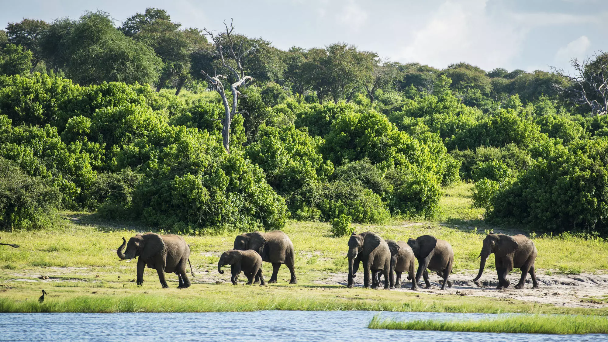 Igra slonovače razotkriva trgovinu bjelokosti