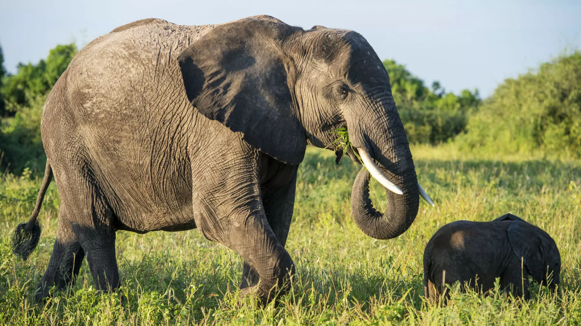 Elefanții în Botswana