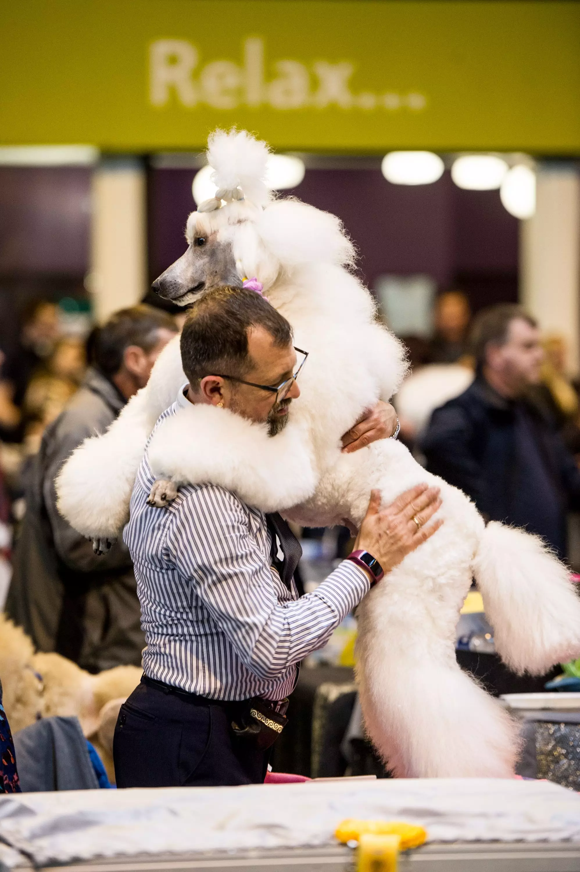 Crufts 2017: 11 van de beste hondenlooks van de show 22363_10