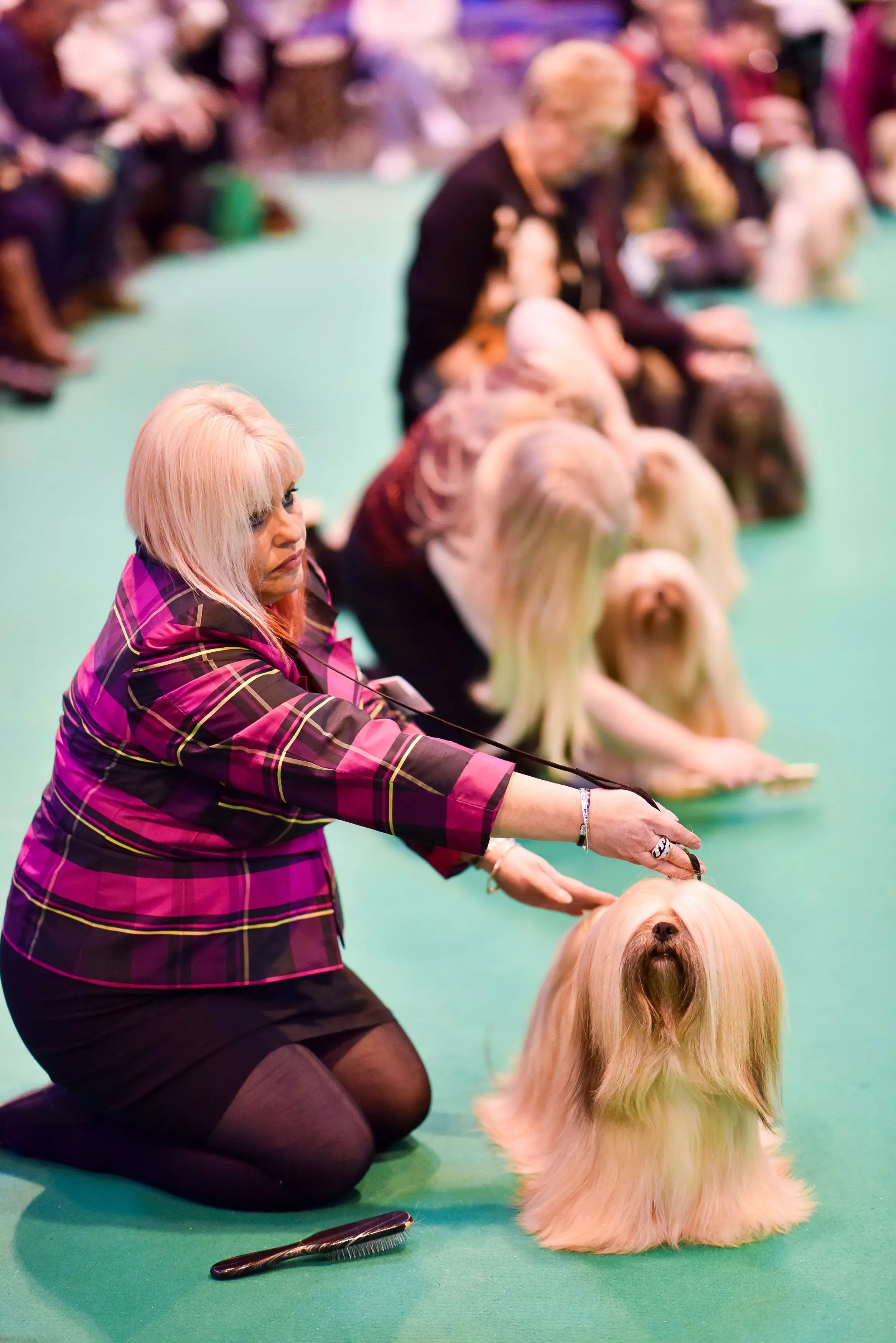 Crufts 2017: شو مان 11 بهترين ڪائنين نظر اچن ٿا 22363_11