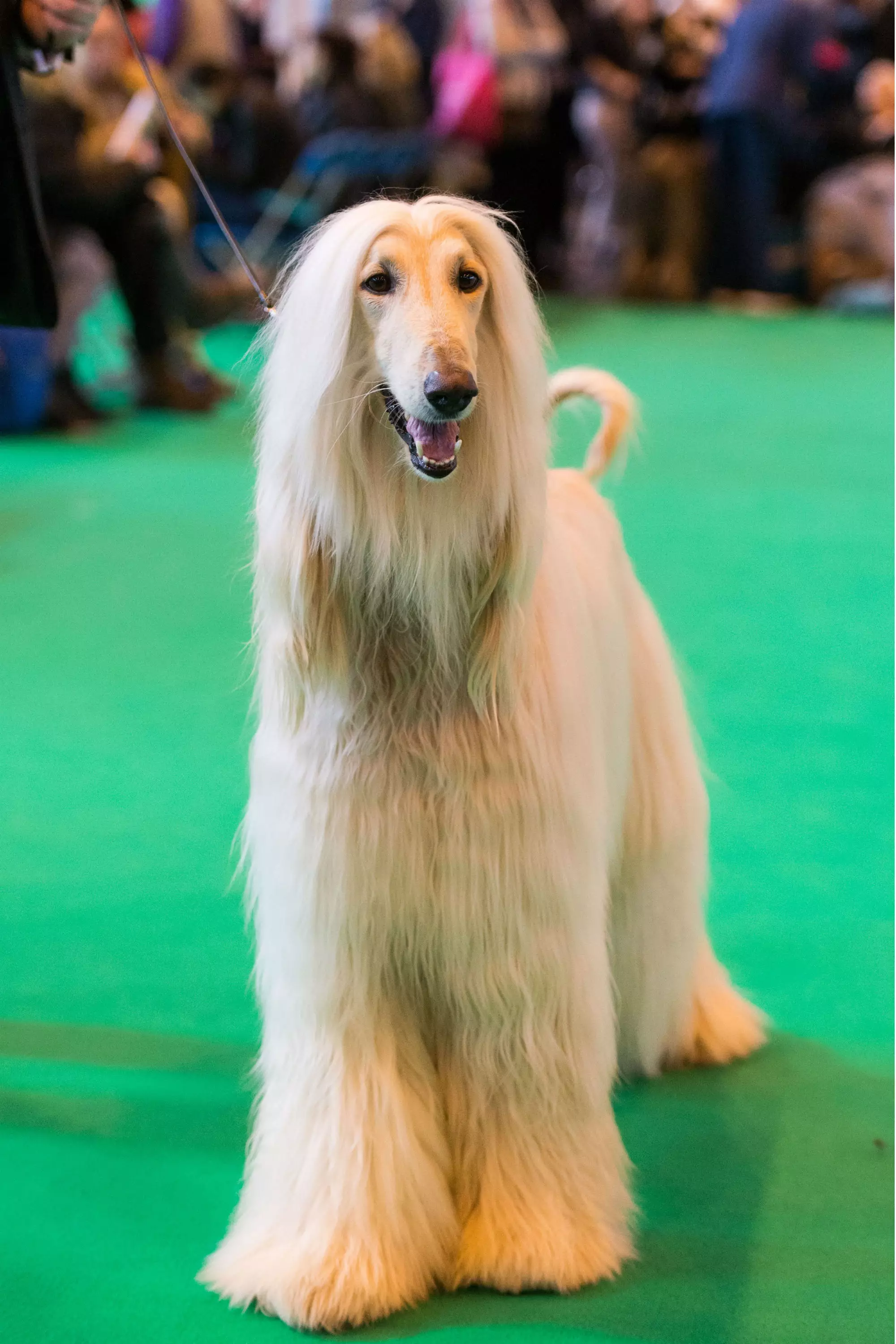 Crufts 3