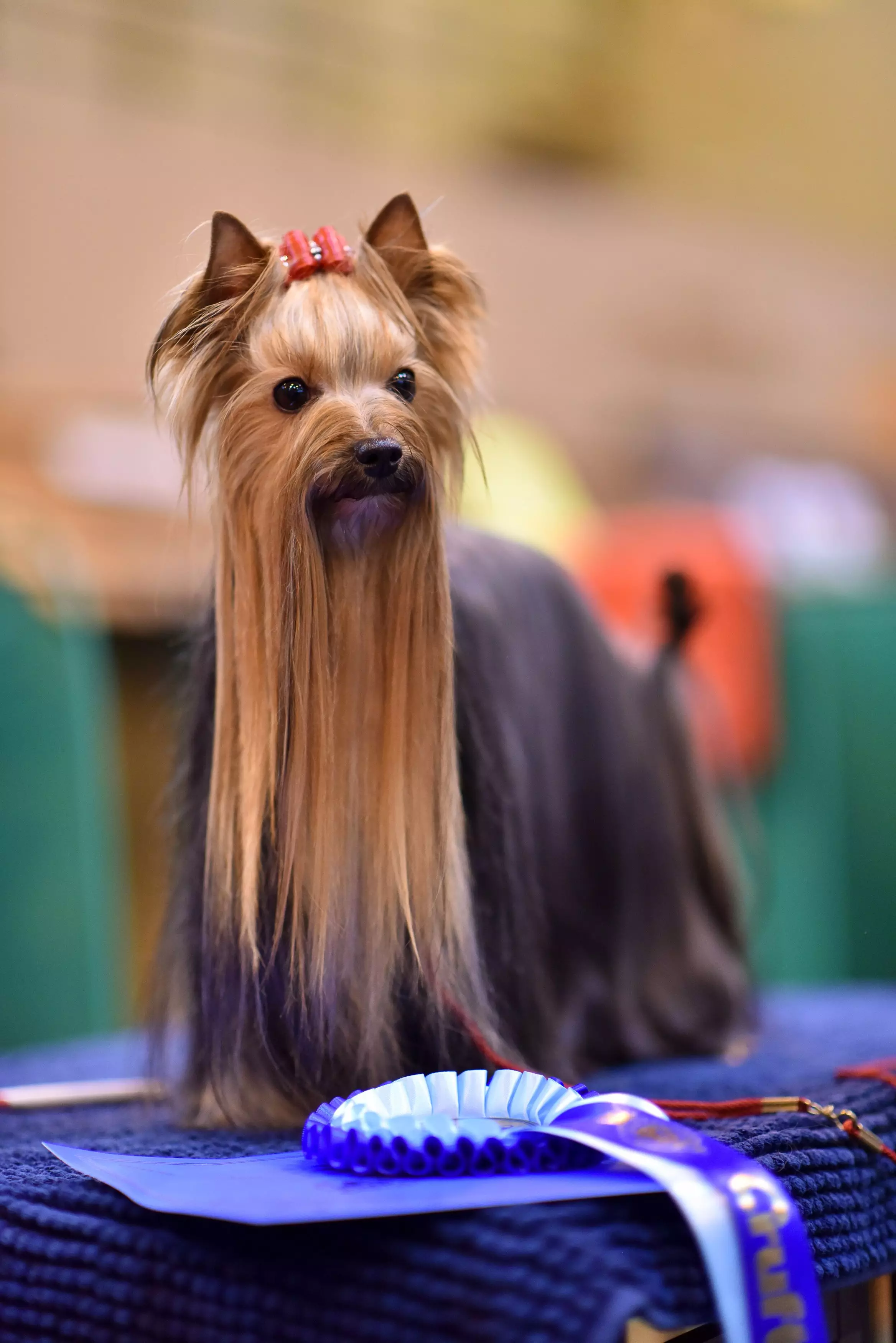 Crufts 2017: tomaşadan iň oňat kaniniň 11 görnüşi 22363_7