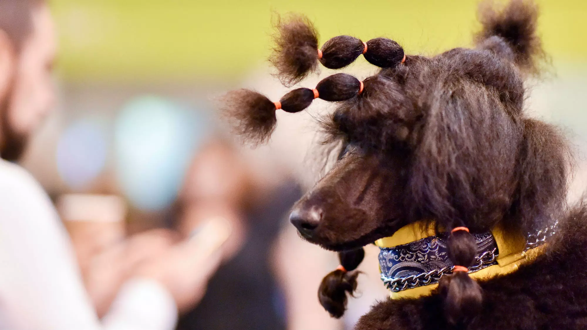 Crufts 2017: शोमधील 11 सर्वोत्तम कॅनाइन लुक 22363_8