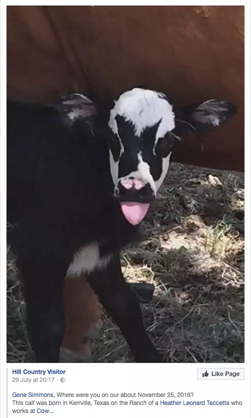 Koe die eruitziet als Gene Simmons gered uit het slachthuis 23070_1