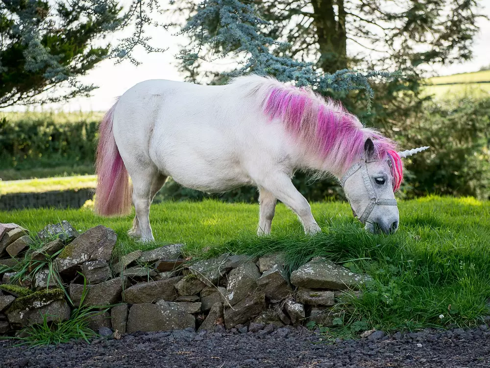 Gli unicorni sono reali? 24471_2