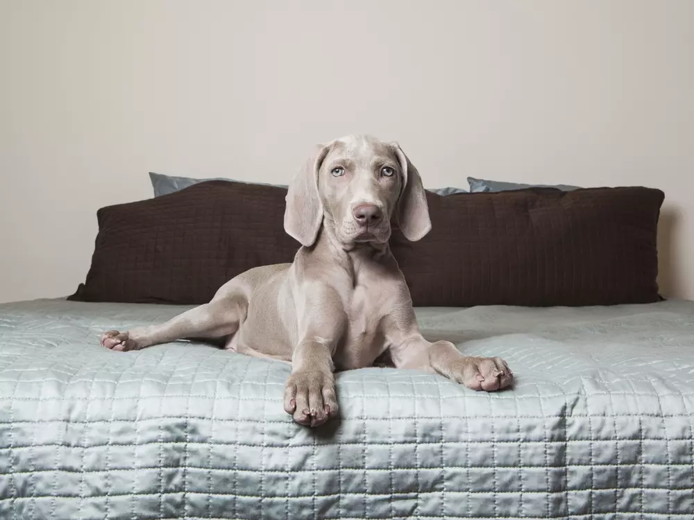 Compartilhar uma cama com seu animal de estimação é bom para sua saúde, segundo a ciência 26312_1