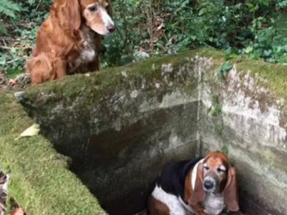 Animals de companyia lleials: aquest gos es va quedar al costat del seu amic durant una setmana