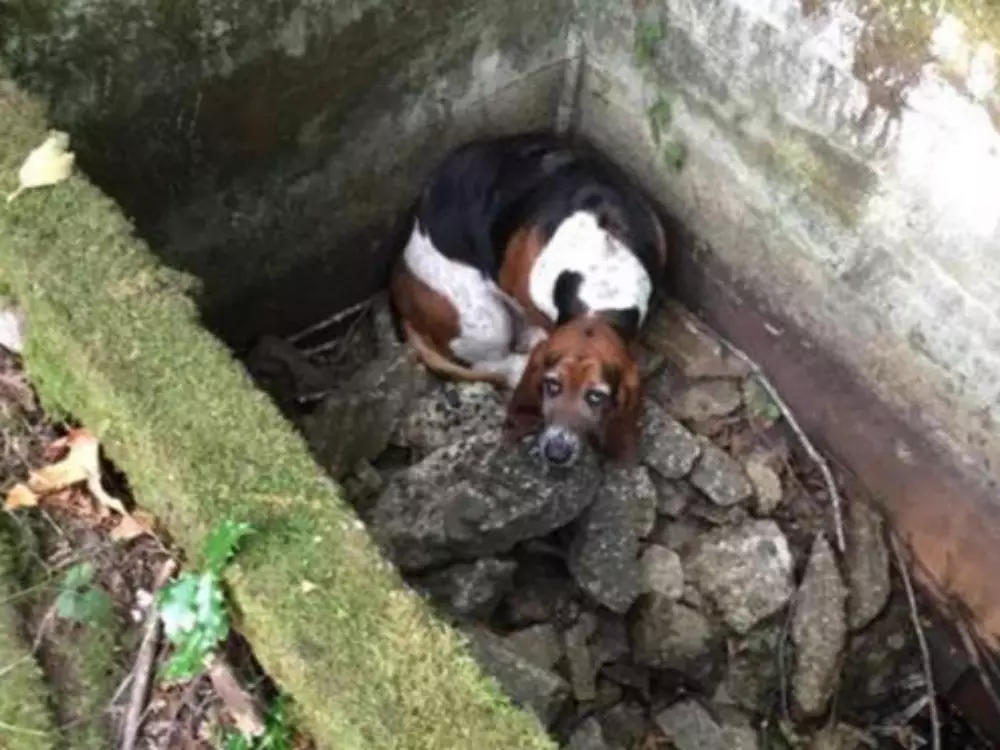 Animals de companyia lleials: aquest gos es va quedar al costat del seu amic durant una setmana 26956_2