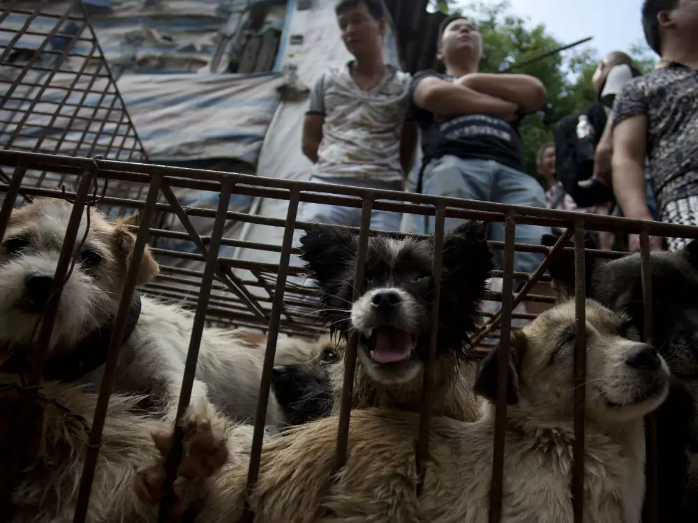या चिनी महिलेने युलिन डॉग मीट फेस्टिव्हलमधून कुत्र्यांना वाचवण्यासाठी आपली आयुष्याची बचत केली आहे. 27856_1