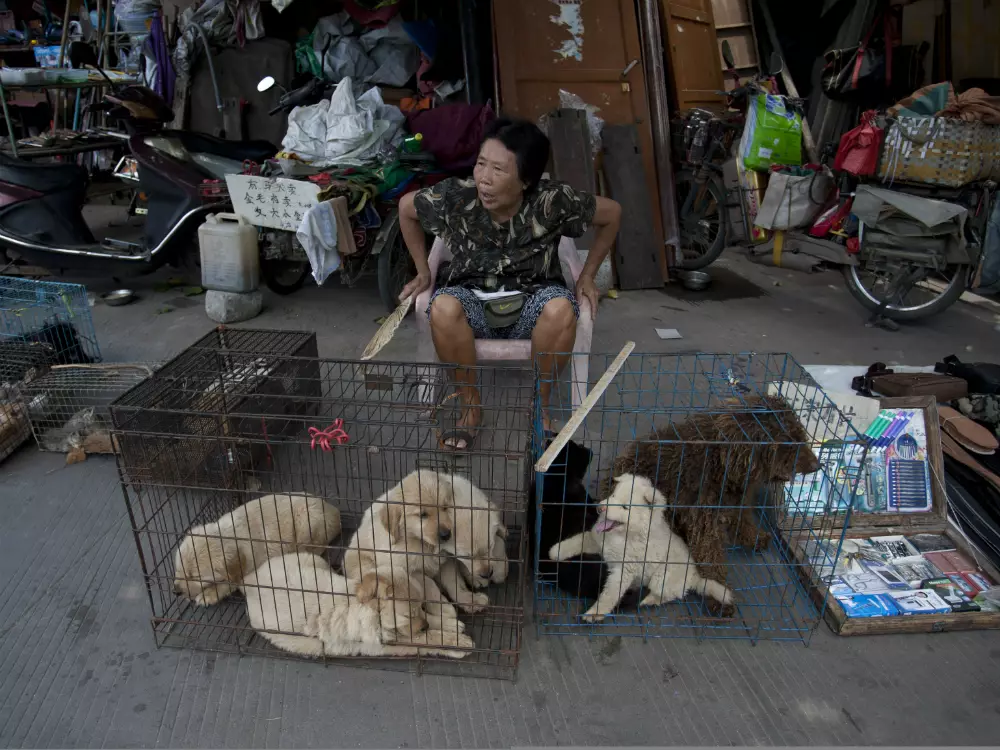 या चिनी महिलेने युलिन डॉग मीट फेस्टिव्हलमधून कुत्र्यांना वाचवण्यासाठी आपली आयुष्याची बचत केली आहे. 27856_2