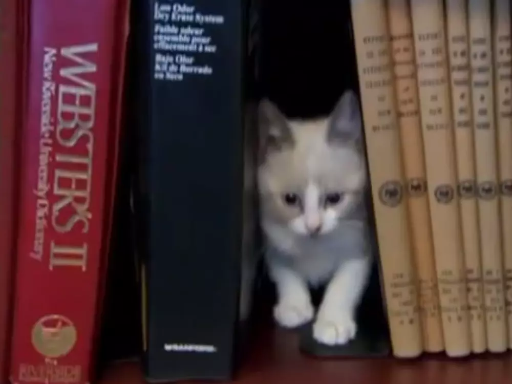 Gatiños gratis! Hai unha biblioteca de gatos que permite que calquera persoa preste unha mascota 28912_1